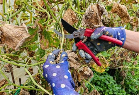 Cucumber Pruning Tips To Grow More Crisp Cucumbers Not Just Leaves