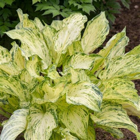 Emperors New Clothes Hosta Sooner Plant Farm
