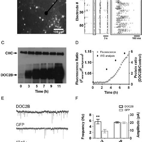 Cortical Network On Microelectrode Array Mea Overexpressing Doc2b