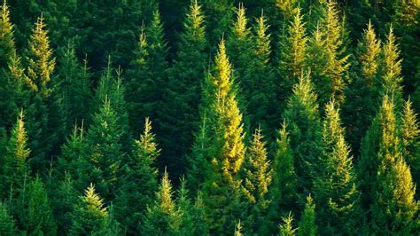 Fir Tree Guide Description Types Growing And Care Tips