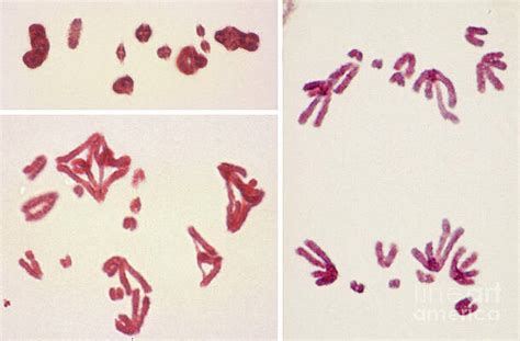 Meiosis Wall Art For Sale By Science Photo Library
