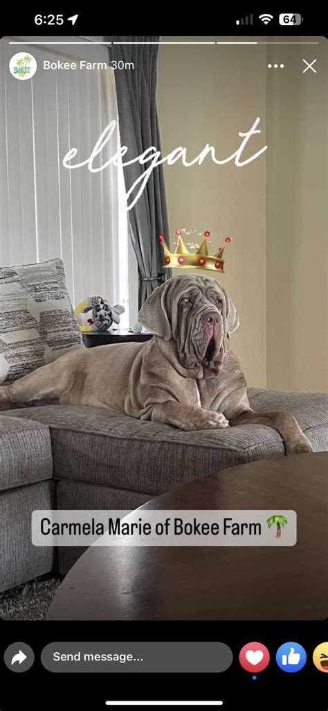 Glamour Shot Oh Carmela Marie R Mastiff