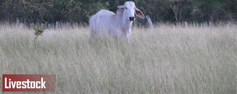 Jquery Cycle Plugin Basic Demo