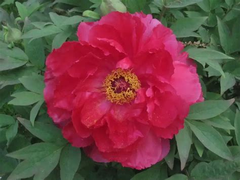 Paeonia Suffruticosa The Sun Japanese Tree Peony Floweringplantnursery