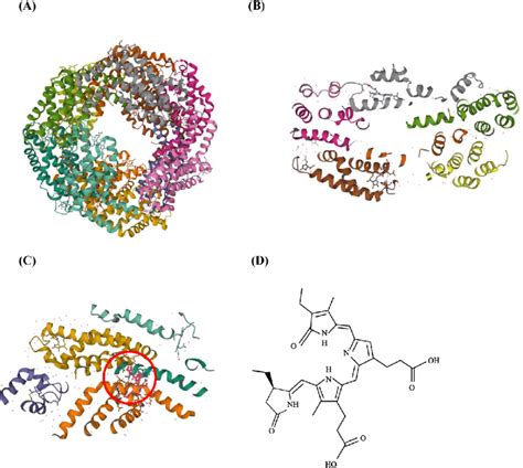 Structure Of Phycocyanin From Spirulina Platensis A Download Scientific Diagram