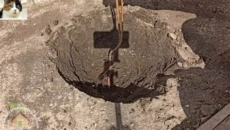 Посадка Сливы весной с открытой корневой системой Как сажать Сливу саженцами Смотреть онлайн