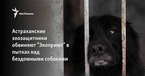 Астраханские зоозащитники обвиняют Экоприют в пытках над бездомными собаками