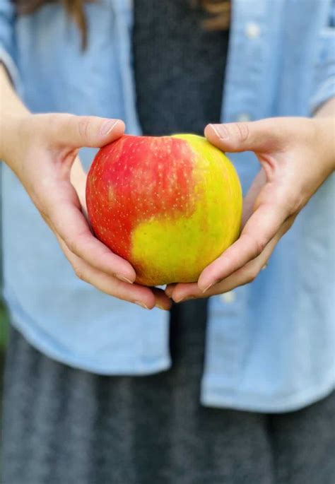 Giant Honeycrisp Apple