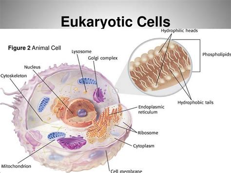 Ppt Eukaryotic Cells Powerpoint Presentation Free Download Id 3426415