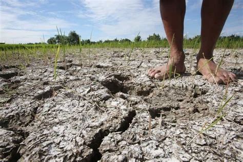 Hagupit Ng Tag Init P11 Milyong Pananim Nasira Pilipino Star Ngayon