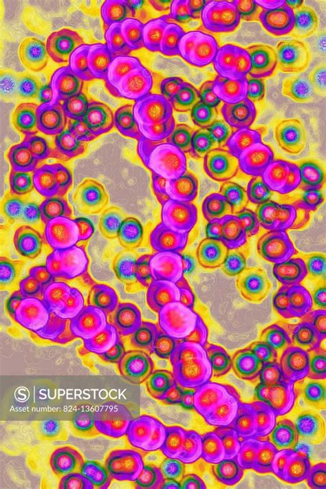 Streptococcus Bacteria Microscope