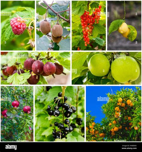 Fruit Trees Home Gardening Apple Cherry Pear Plum Tree With Many Different Fruits