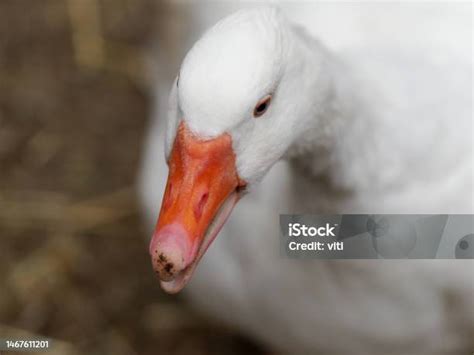 국내 거위의 초상화 Anser Cygnoides Domesticus 밝은 녹색 흐릿한 배경에 프로필 길들여진 회색 거위 회색래그 거위 또는 흰 거위 초상화 가축에 대한 스톡