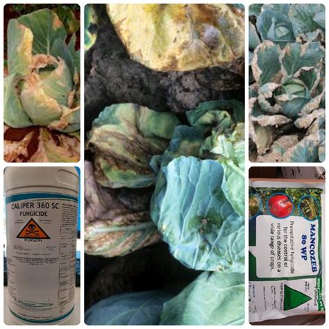 Kudzai Munorwei On Linkedin Management Of Black Rot In Cabbage