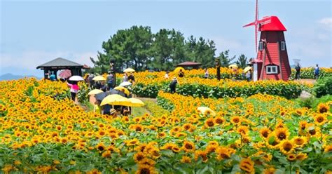 함안군 강주해바라기 축제 열린다