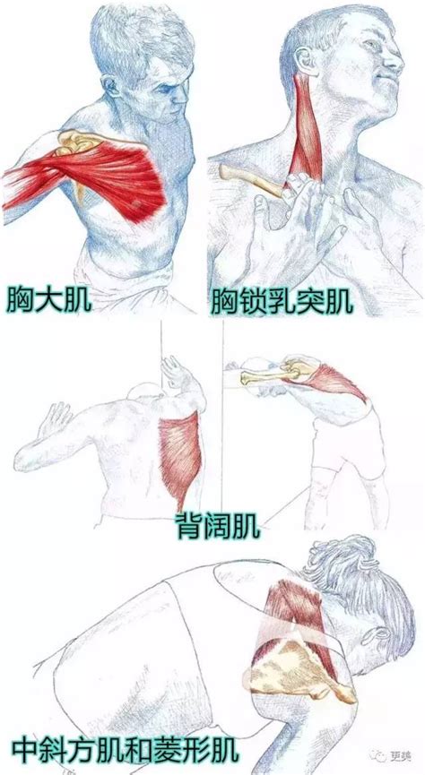 菱形肌在哪个位置图片 斜角肌位置图片 菱形肌立训练 大山谷图库