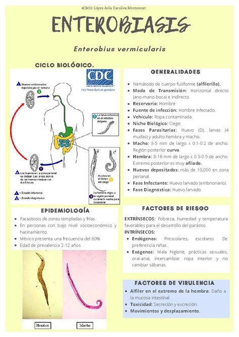 Enterobiasis Factores De Riesgo Ciclo BiolÓgico Enterobiasis
