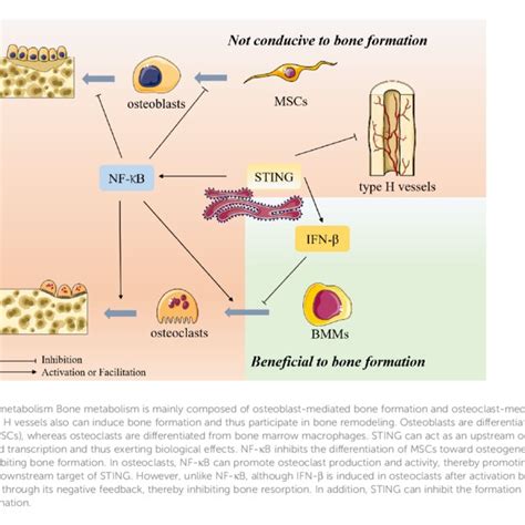 Summary Of Research On Targeting Sting And It Signaling Pathways In