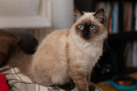 Birman Cat Breed Information And Characteristics Katkin