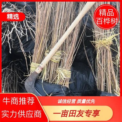 辽宁本溪桓仁县松树、枫树苗、刺五加苗、猕猴桃苗、梓树、五味子苗、蕨菜苗、升麻种苗、红豆杉、椴树苗、杜鹃、楸树苗、白桦树、玉兰树、榆树、椴树、枫树、桃树、红豆杉苗、橡树、槐树、刺嫩芽苗、山荆子苗