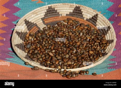 Pinon Nuts An Important Food Of Southwestern Native Americans In A
