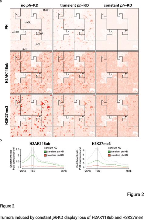 Figure 4 From Sustained Inactivation Of The Polycomb Prc1 Complex Induces Dna Repair Defects And