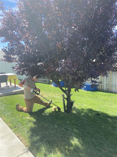 TREE AND SHRUB TRIMMING C S Landscaping