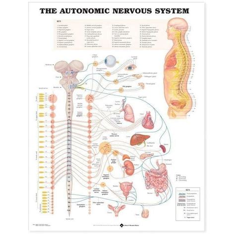 Sympathetic Nervous System Pathway