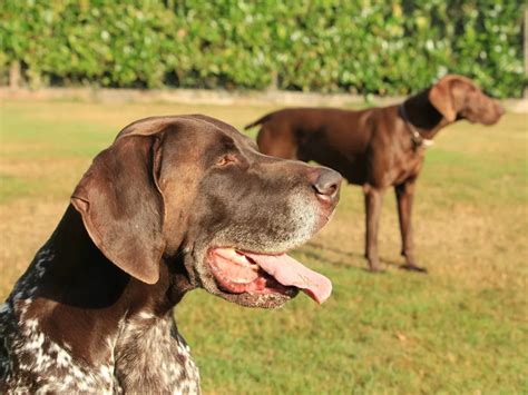 German Shorthaired Pointer Pros And Cons Is This Dog For You World