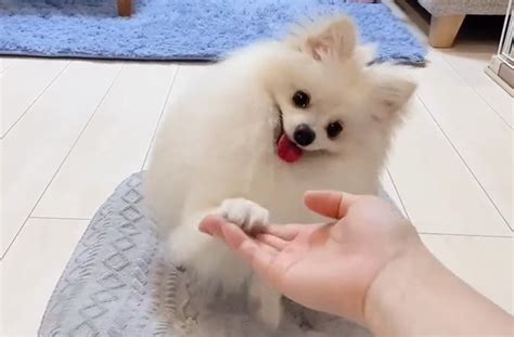 「お手の練習」のはずがジタバタ連打！？テンション高い犬に20万人爆笑 「可愛さ荒ぶりすぎ」「死ぬ前にもう一度見たい」｜まいどなニュース