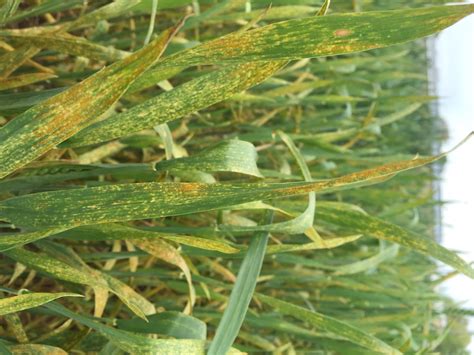 Treating Stripe Rust In Wheat