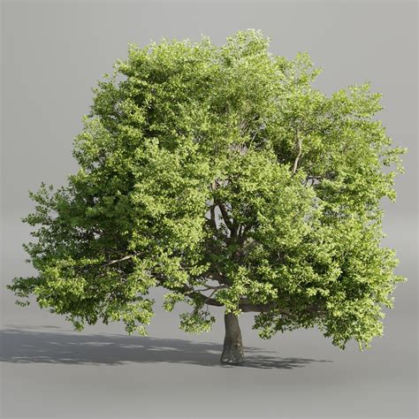 3d Oak Tree For Landscapes Vol 198 Blender 3dmodel Turbosquid 2173392