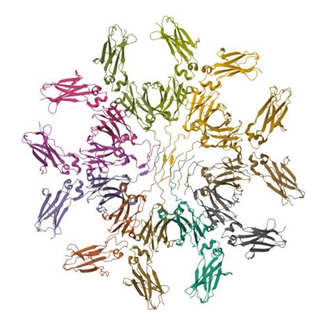 Rcsb Pdb 7x13 Structure Of Igg Fc Hexamer