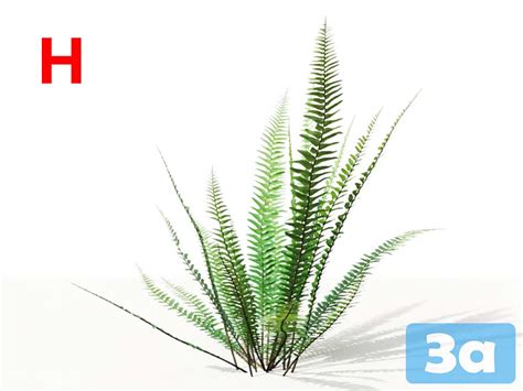 3d Tree Sketchup Model High Quality Tree Model