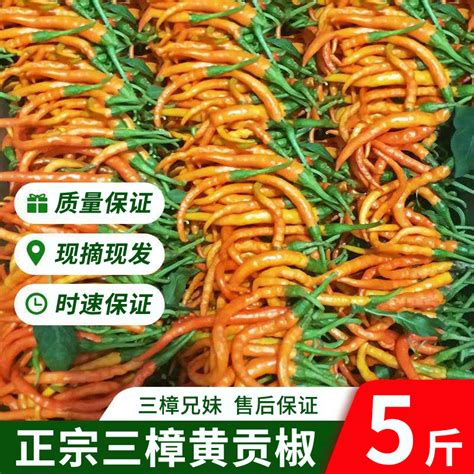 湖南衡东三樟鲜辣椒黄贡椒原产地直供新鲜黄辣子现摘现发5斤包邮 新中srpq