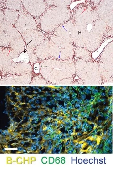 Protocols For Using Helix S CHP Apical Lab