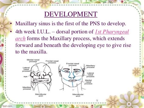 Maxillary Sinus Seminar