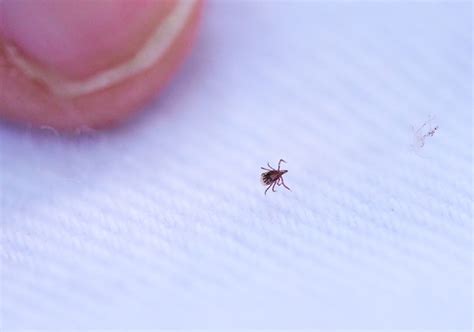 Blacklegged Tick Nymph Entomology Today