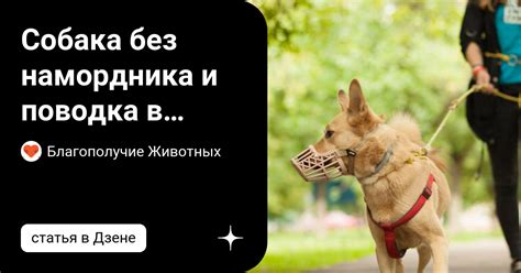 Собака без намордника и поводка в общественных местах Какие правила Благополучие Животных Дзен