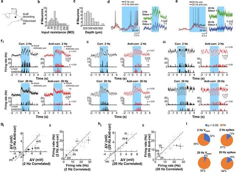 Whole Cell Recordings Of Projection Neurons In Response To Correlated Download Scientific