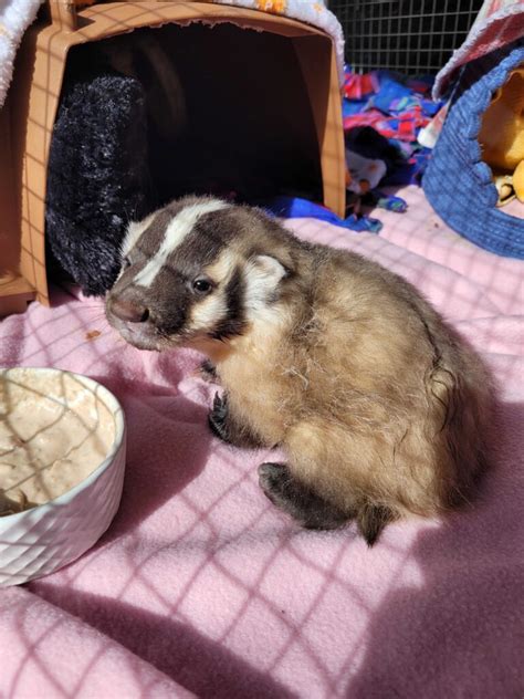 Two Orphaned Badger Cubs Being Rehabilitated At Think Wild Think Wild Wildlife Hospital And