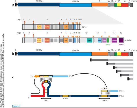RNA Chemical Synthesis Semantic Scholar