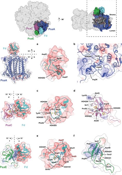 Ferredoxin Fd And Psi Binding Interfaces Each Interface Involved In Download Scientific