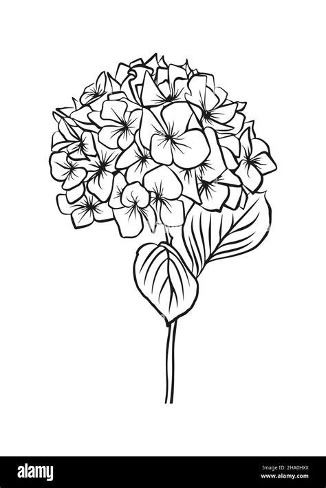 Simple Hydrangea Drawing
