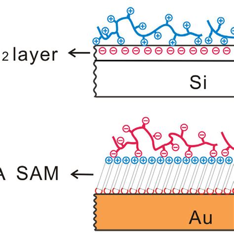A Adsorption Of Positively Charged Polyelectrolyte Molecules On A