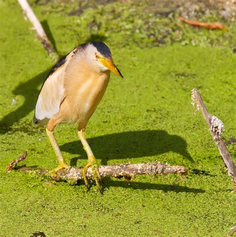 Premium Photo Little Bittern Ixobrychus Minutus The Bird Stands On A