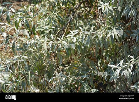 Beautiful Oblong Frosted Leaves Of Russian Olive Very Beautiful And Interesting Tree Of