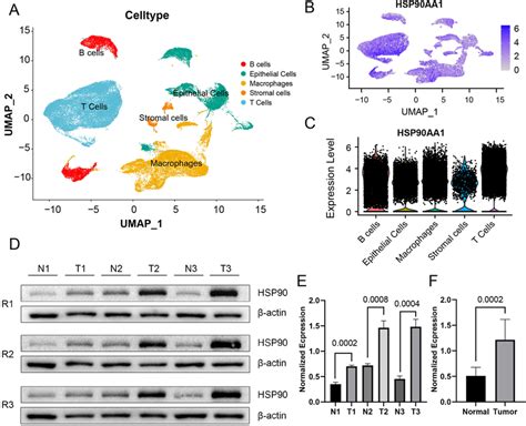 single cell analysis and western blot validation a cellular