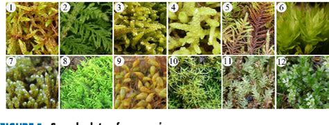 Figure 1 From Swin Routiformer Moss Classification Algorithm Based On