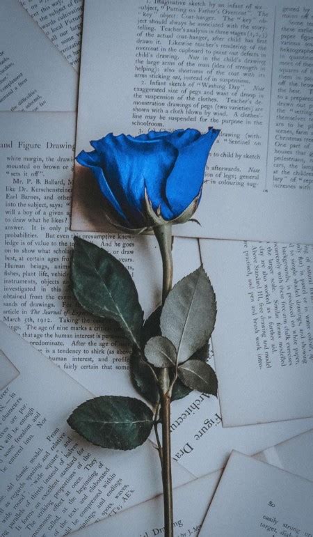 عکس های پس زمینه طبیعت بهترین تصاویر طبیعت [پیشنهادی] تاوعکس